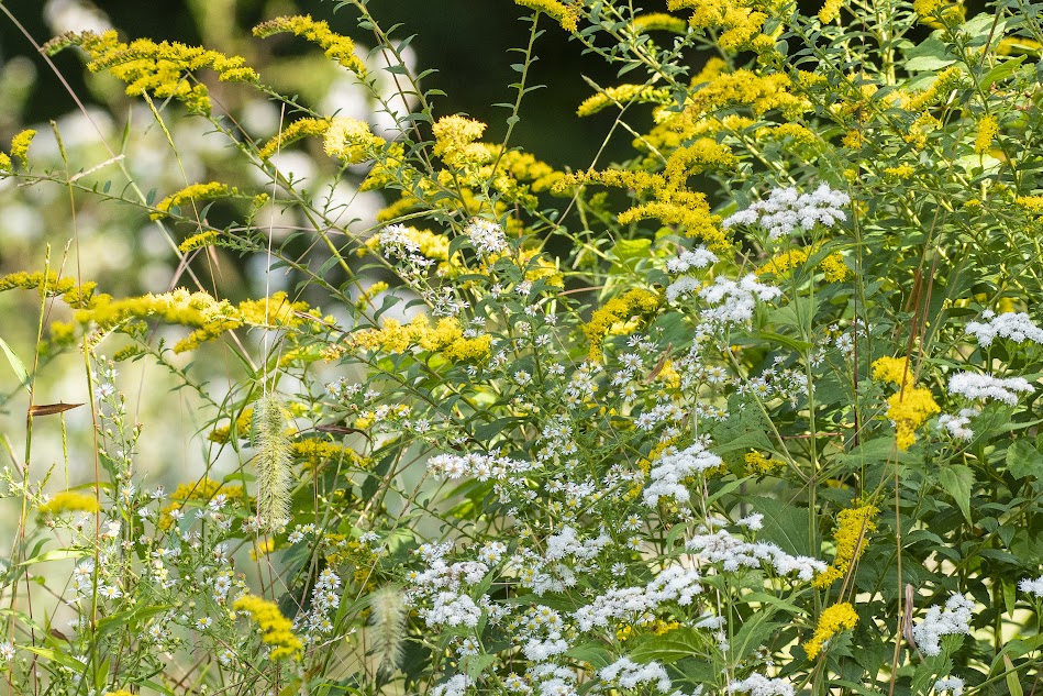 Wildflowers in the Fall