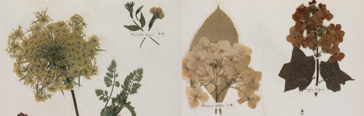 Werner’s Nomenclature of Colors and Emily Dickinson’s Herbarium
