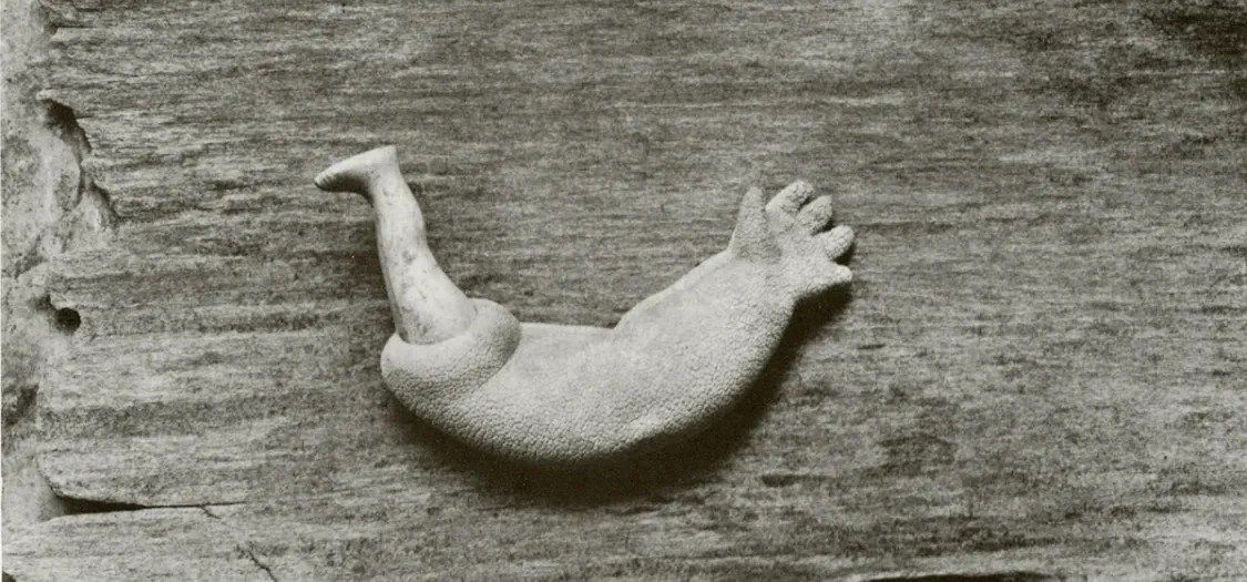 The Complexity and the Simplicity of Things: Neal Rantoul on Fred Sommer